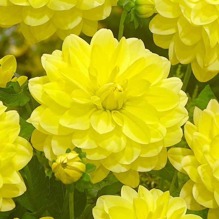 Dahlia Sun Lady – Norfolk Dahlias