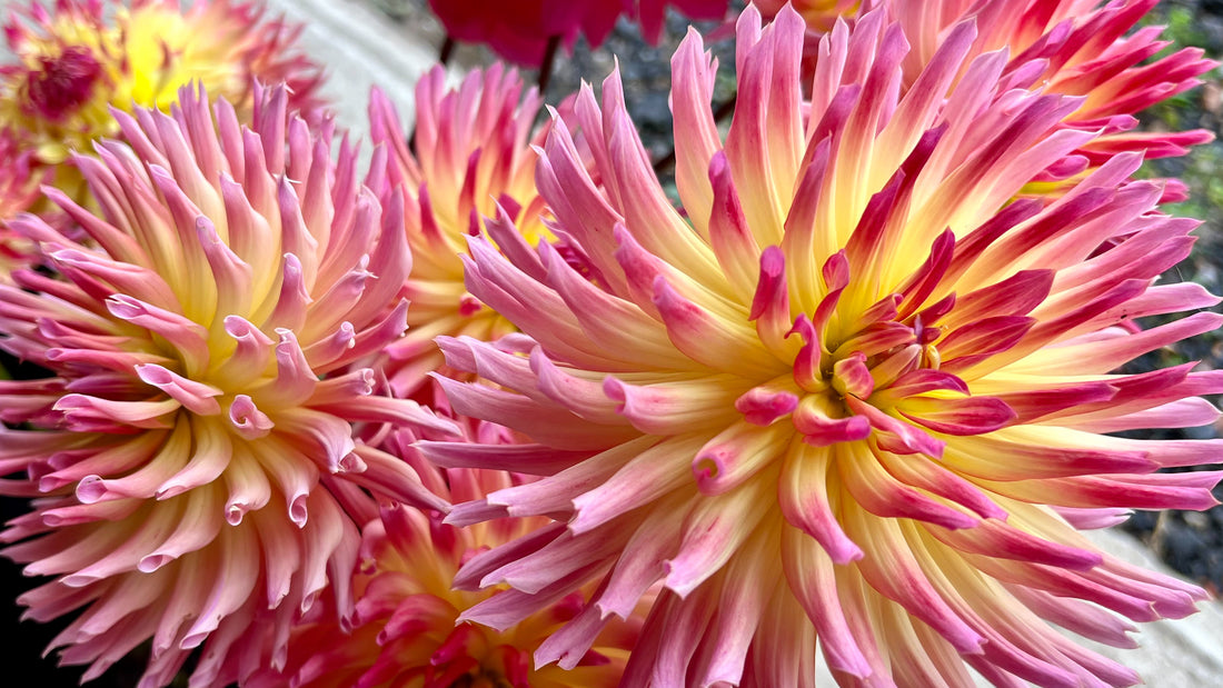 What we do – Norfolk Dahlias